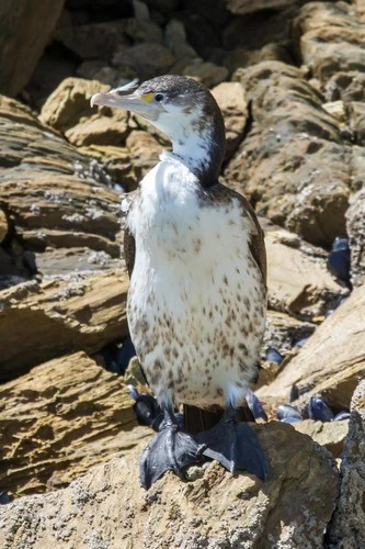 New Zealand Pied Shag | Record | DigitalNZ