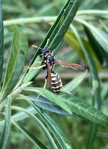 European Paper Wasp | Record | DigitalNZ