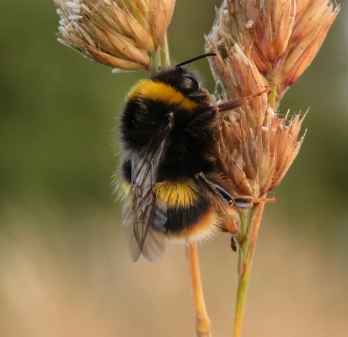 Buff-tailed Bumble Bee | Record | DigitalNZ
