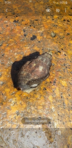 Mud Whelk | Record | DigitalNZ