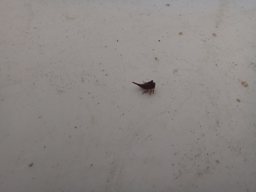 Tri-horned treehopper | Record | DigitalNZ