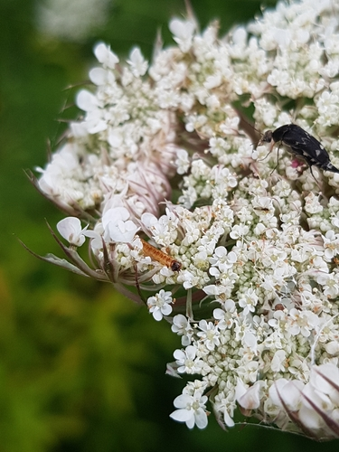 Pepepe | Record | DigitalNZ