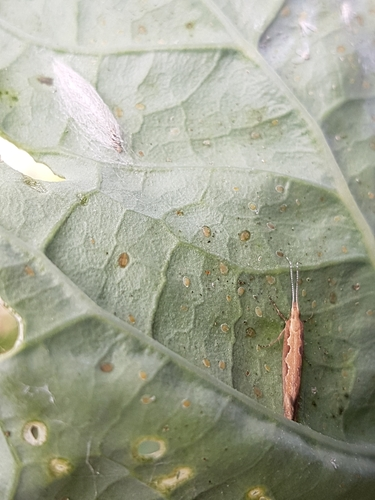 Diamondback Moth | Record | DigitalNZ