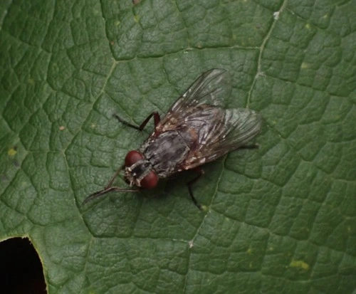 False Stable Fly | Record | DigitalNZ