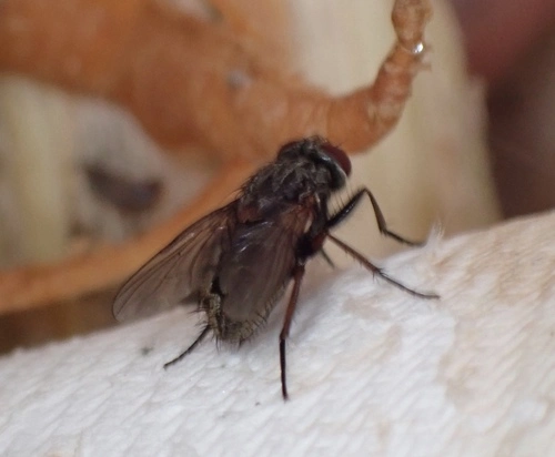 False Stable Fly | Record | DigitalNZ
