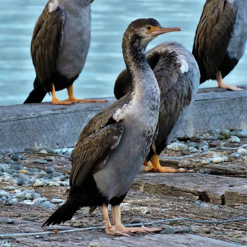 Spotted Shag | Record | DigitalNZ