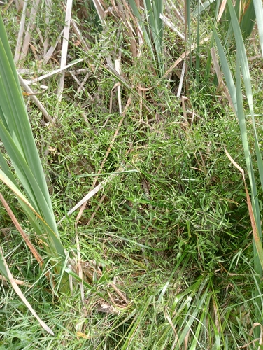 swamp nettle | Record | DigitalNZ