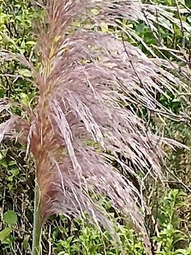 Purple Pampas Grass | Record | DigitalNZ