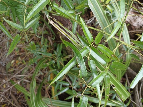 Bush lawyer | Record | DigitalNZ