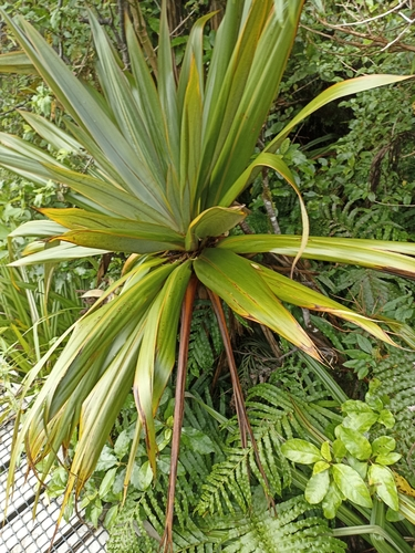Mountain Cabbage Tree | Record | DigitalNZ