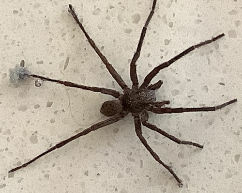 Vagrant Spiders | Record | DigitalNZ