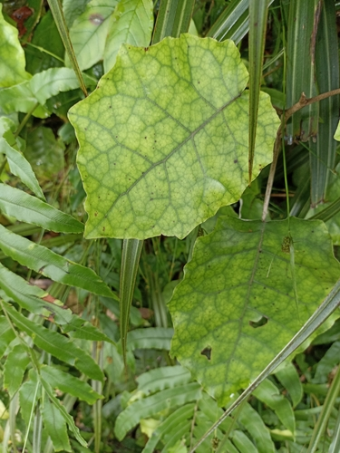 Rangiora | Record | DigitalNZ