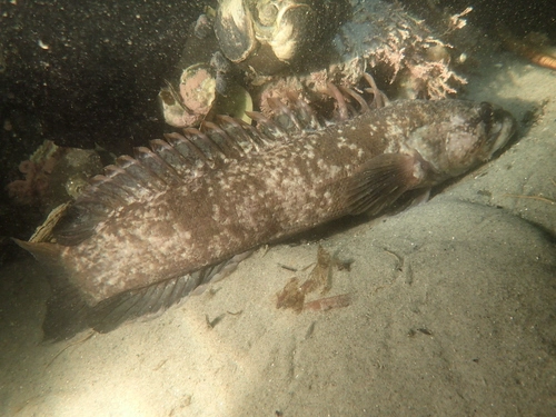 Olive Rockfish | Record | DigitalNZ