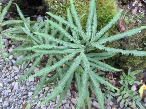 Umbrella fern | Record | DigitalNZ
