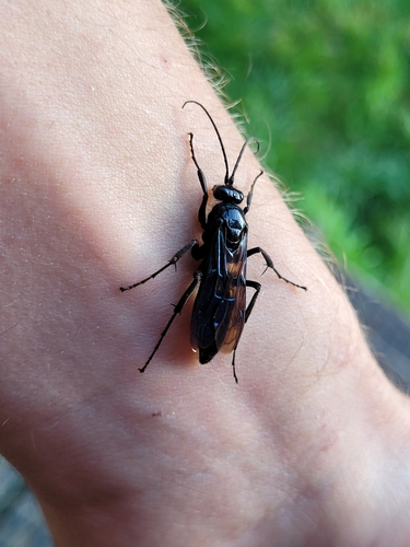 Large black hunting wasp | Record | DigitalNZ