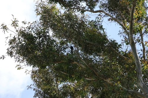 Mainland Tui | Record | DigitalNZ