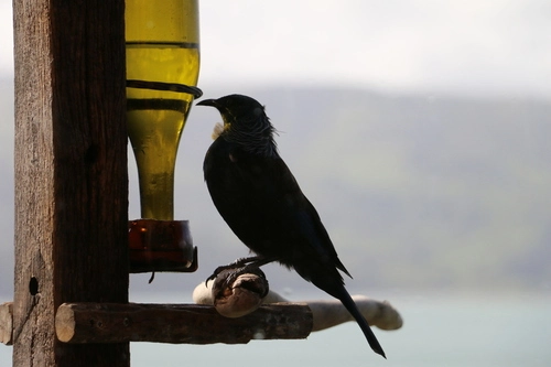 Mainland Tui | Record | DigitalNZ