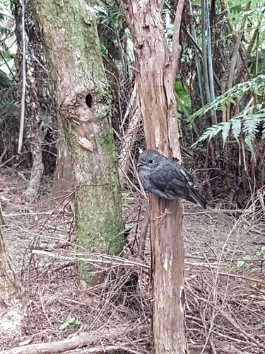 North Island Robin | Record | DigitalNZ