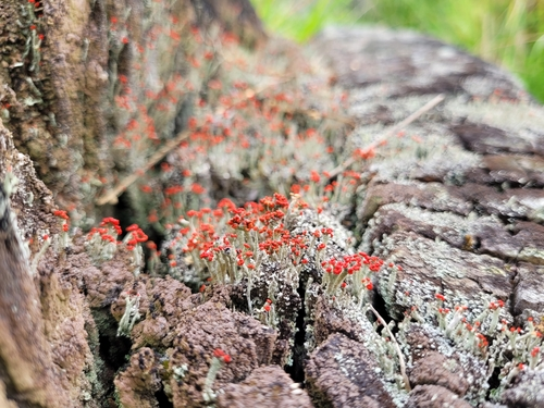 Pixie Cup Lichens | Record | DigitalNZ