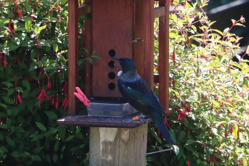 Mainland Tui | Record | DigitalNZ