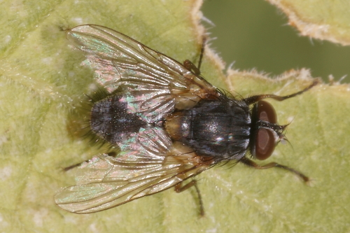 False Stable Fly | Record | DigitalNZ