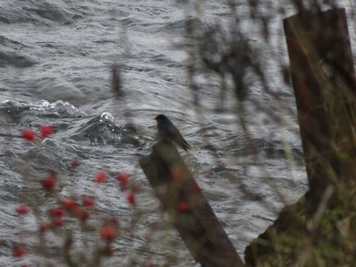 Eastern Welcome Swallow | Record | DigitalNZ