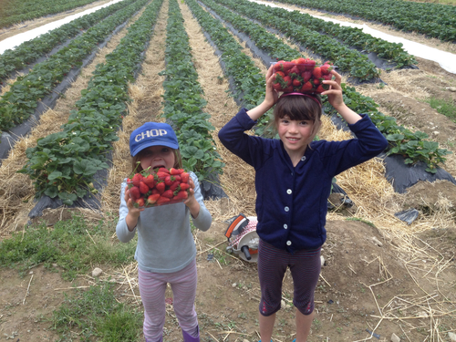 Strawberries | Record | DigitalNZ