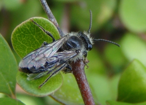 Native Bee | Record | DigitalNZ