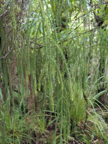 rimu | Record | DigitalNZ