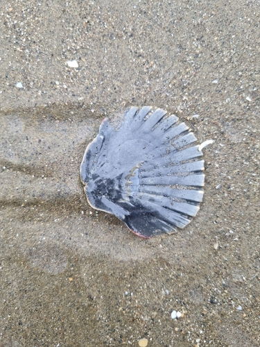 New Zealand Scallop | Record | DigitalNZ