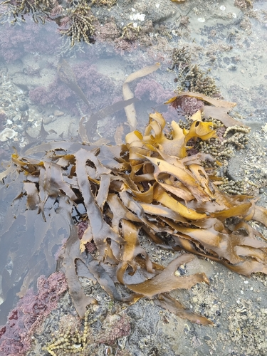Common Kelp | Record | DigitalNZ