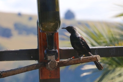 Mainland Tui | Record | DigitalNZ