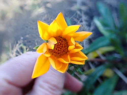 Treasure Flowers | Record | DigitalNZ