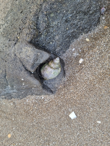 Cominella adspersa | Record | DigitalNZ