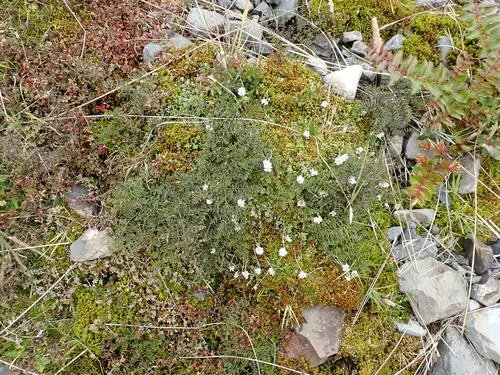 Feathery tutu | Record | DigitalNZ