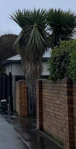 New Zealand cabbage tree | Record | DigitalNZ
