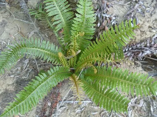 Lomaria discolor | Record | DigitalNZ