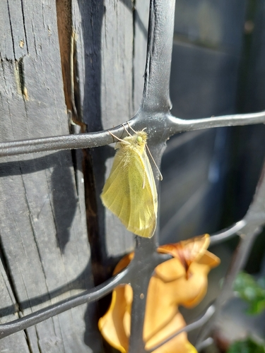 Cabbage Butterfly | Record | DigitalNZ
