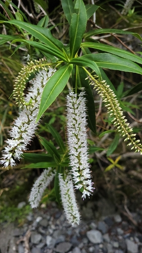 koromiko | Record | DigitalNZ