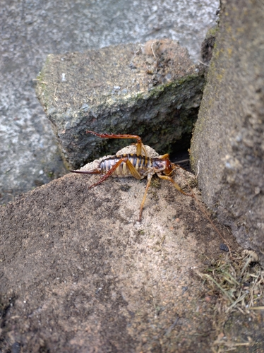 Wellington Tree Wētā | Record | DigitalNZ