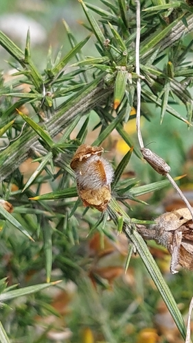Gorse Pod Moth | Record | DigitalNZ