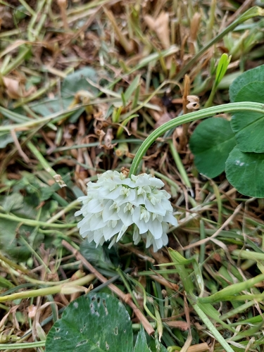 white clover | Record | DigitalNZ
