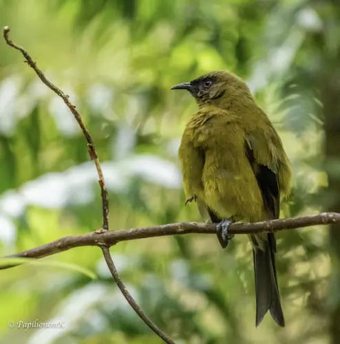 Mainland New Zealand Bellbird | Record | DigitalNZ