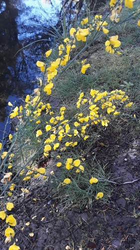 Scotch Broom | Record | DigitalNZ
