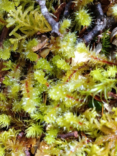 pipe-cleaner moss | Record | DigitalNZ