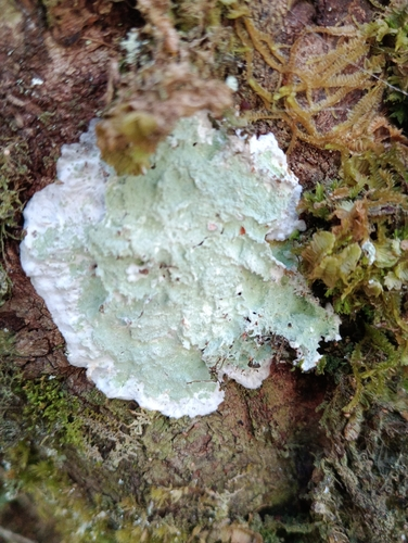 common lichens | Record | DigitalNZ