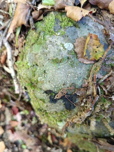 lichen | Record | DigitalNZ