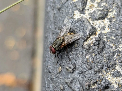 False Stable Fly | Record | DigitalNZ