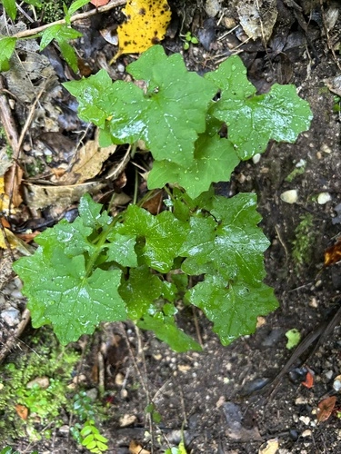 Wall Lettuce | Record | DigitalNZ