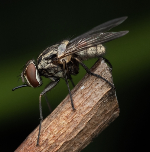 Stable Fly | Record | DigitalNZ